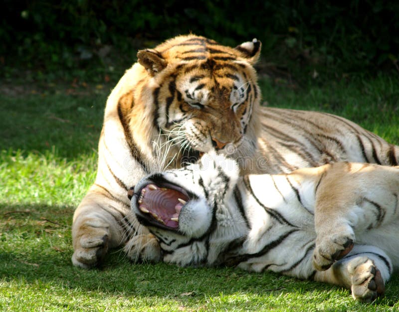 Tigrar arkivfoto. Bild av svart, vild, tiger, tigrar - 20228794
