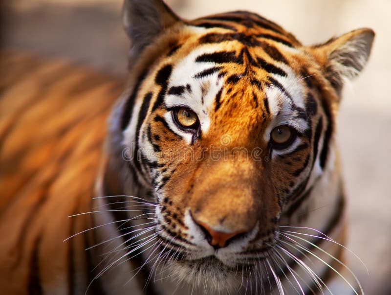 Tigre imagem de stock. Imagem de siberiano, perigo, frente - 18981893