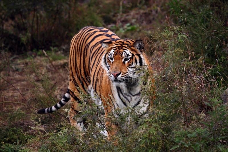 Tigre de Java imagen de archivo. Imagen de brillante, tigres - 3999629