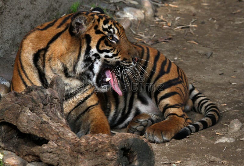 Tigre imagen de archivo. Imagen de colmillos, retrato - 28245171