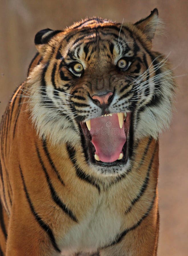 Tigre foto de archivo. Imagen de enojado, ataque, asia - 34235796