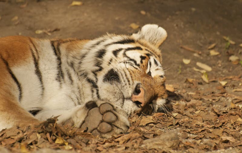 Tigre imagen de archivo. Imagen de tira, animal, grande - 36290373