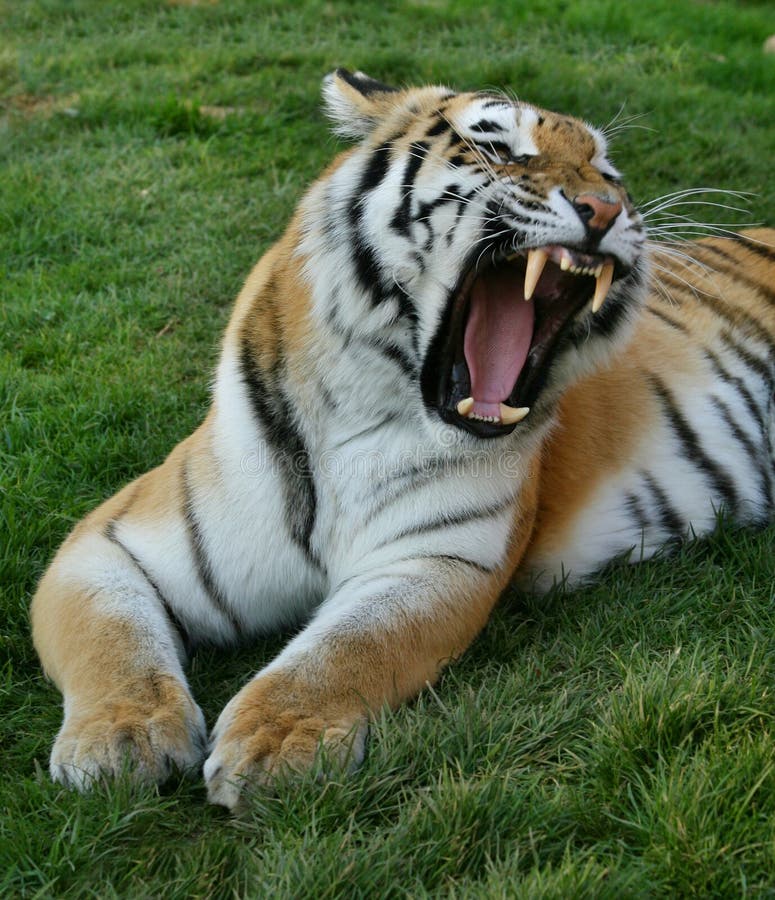 Tigre photo stock. Image du économie, créature, fermer - 4156780