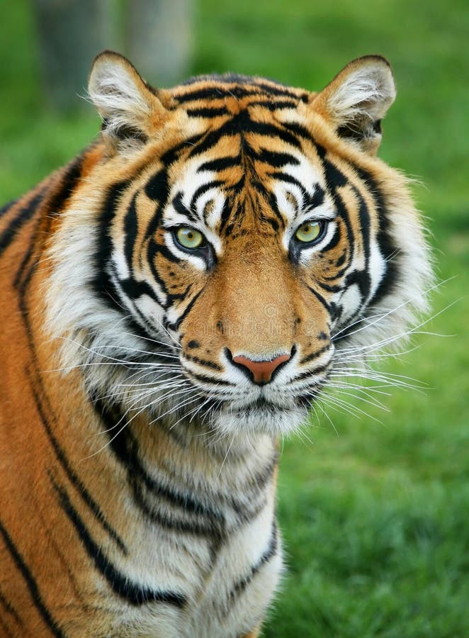 Tigre de Java imagen de archivo. Imagen de brillante, tigres - 3999629