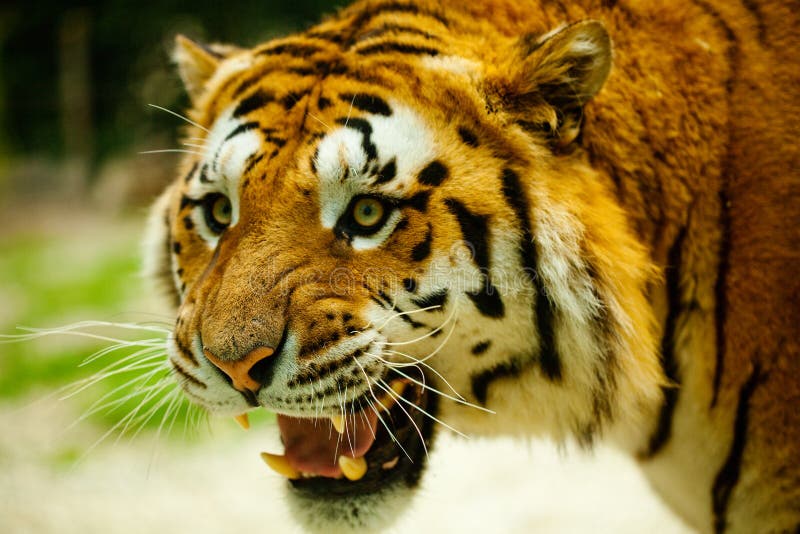 Rugido largo do tigre imagem de stock. Imagem de preto - 10980831