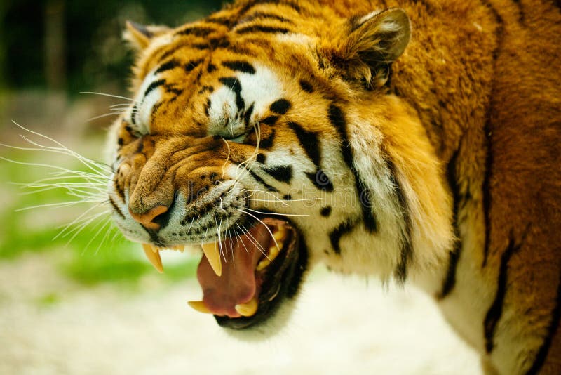 Ruggito largo della tigre immagine stock. Immagine di nero - 10980831