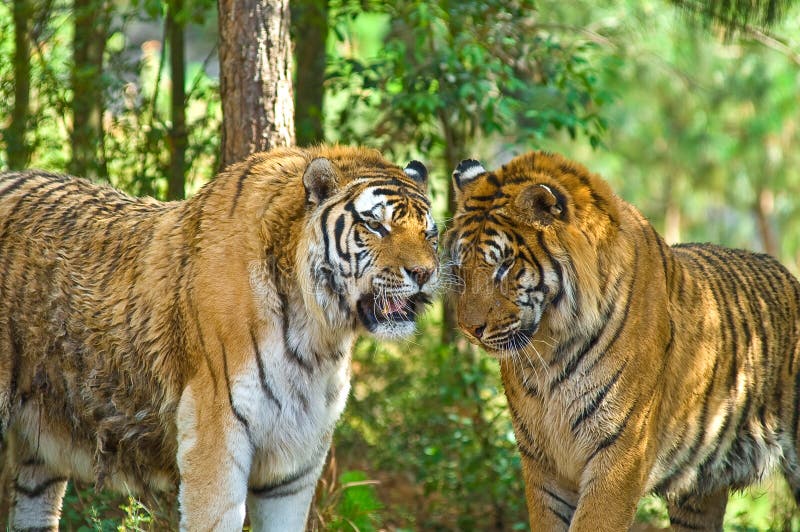 Tigre foto de archivo. Imagen de feroz, animales, tigre - 9553612