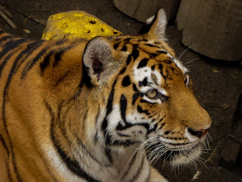 Tigre foto de archivo. Imagen de depredadores, bengala - 98084764