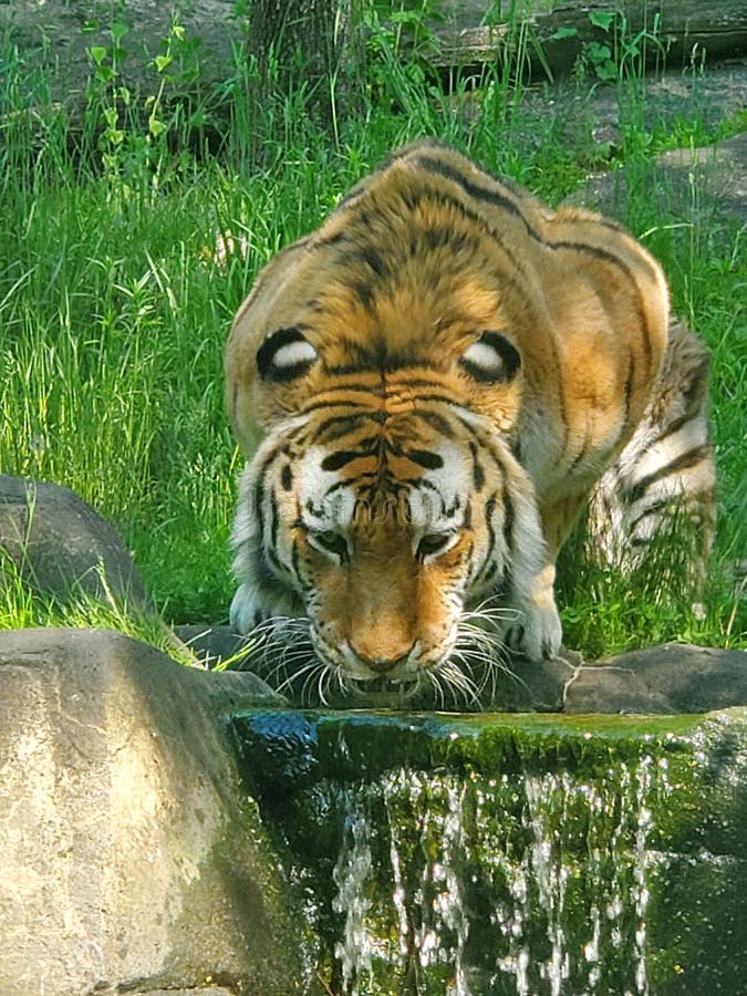 Tigre que tem uma bebida imagem de stock. Imagem de animal - 40781627