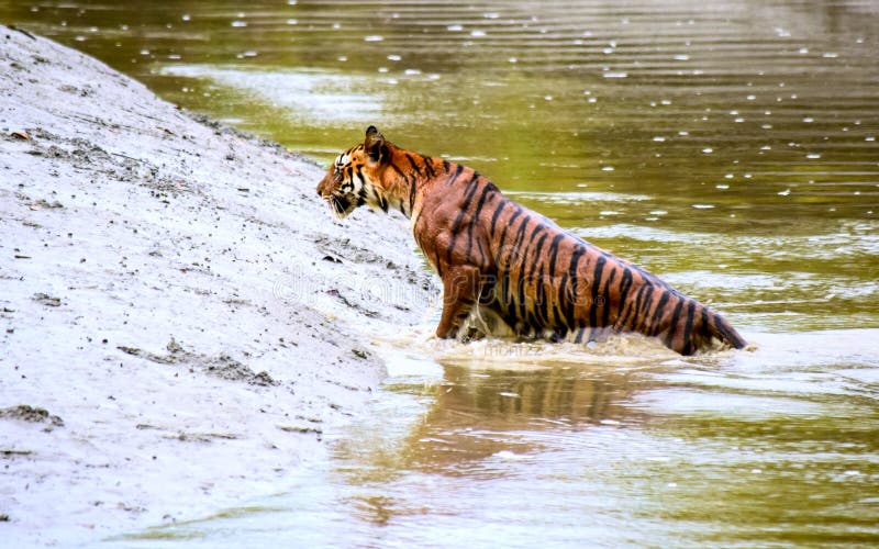 Tigre Bengal Real Do Sundarban Imagem de Stock - Imagem de tigre, real ...