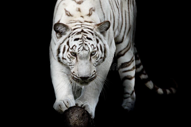 Tigre in bianco e nero immagine stock. Immagine di pelliccia - 75145781