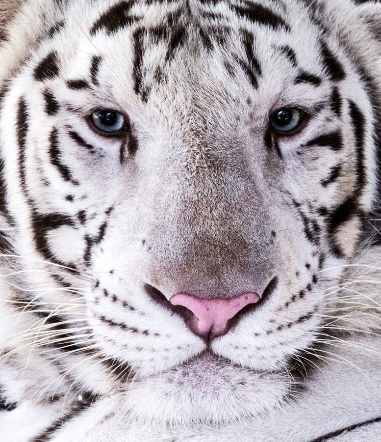 Portrait D'un Tigre Blanc Avec Des Yeux Bleus Photo stock - Image du ...