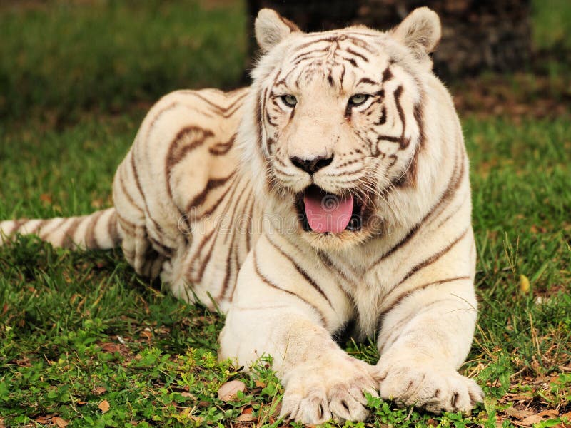Tigre blanco imagen de archivo. Imagen de amistad, gatos - 19732647