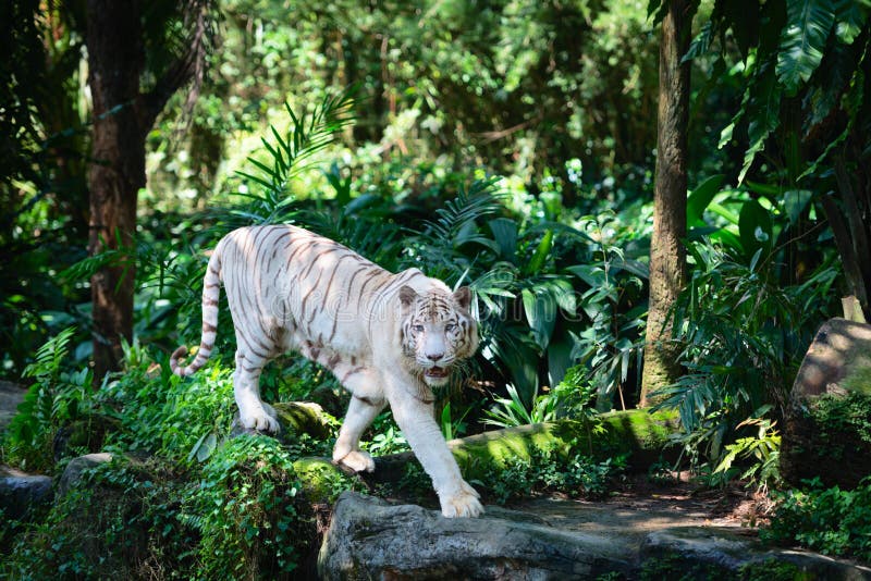 Tigre Blanco En La Selva Tropical Verde Foto de archivo - Imagen de ...