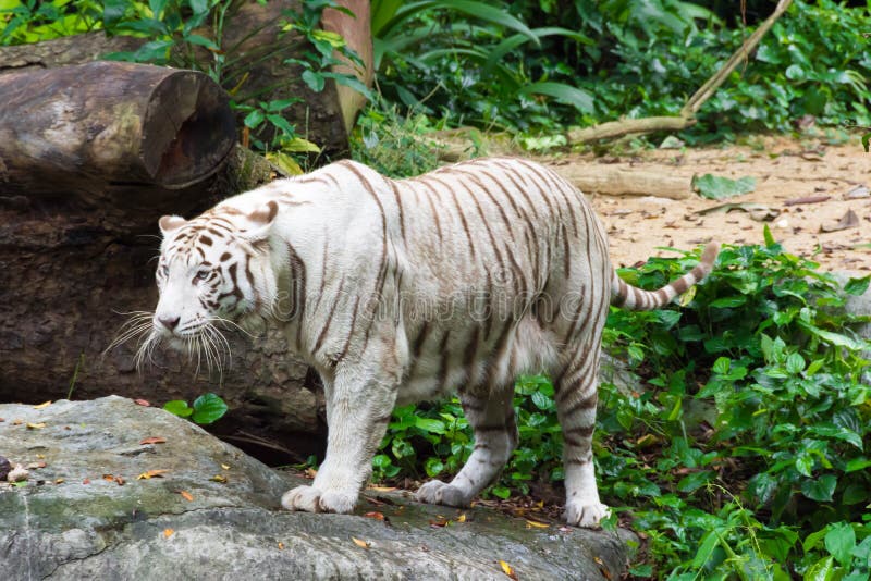 Tigre Blanco Comiendo