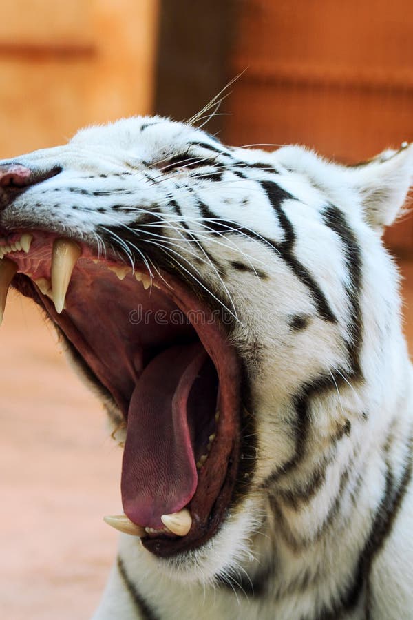 Tigre blanco que ruge imagen de archivo. Imagen de felino - 18121591