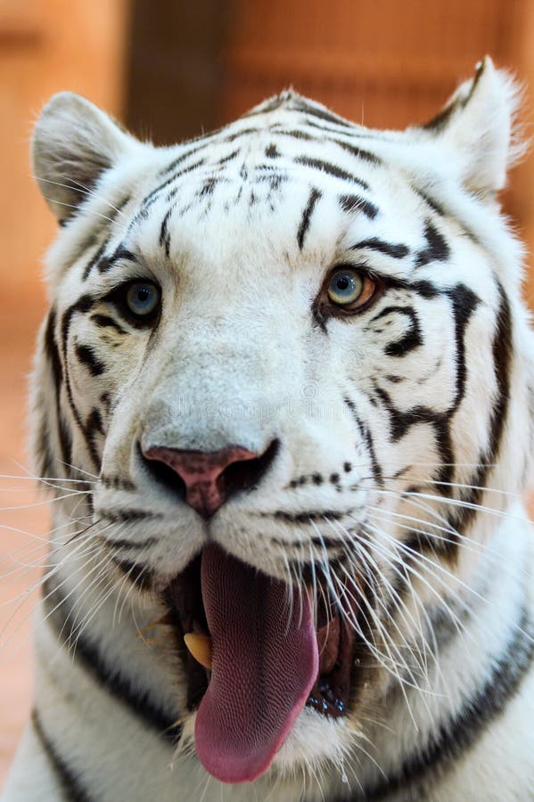 Tigre blanco rugiendo foto de archivo. Imagen de fondo - 156045028
