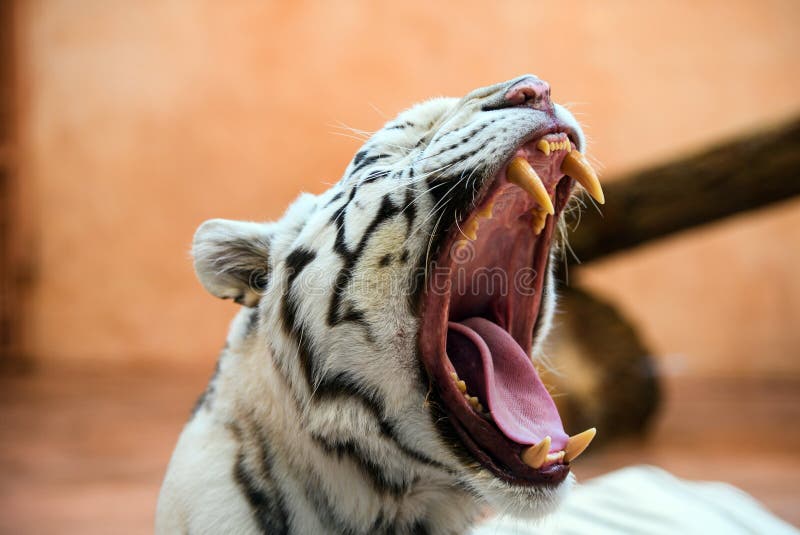 Tigre blanco rugiendo foto de archivo. Imagen de fondo - 156045028