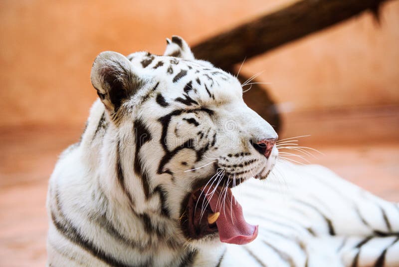 Tigre blanco rugiendo foto de archivo. Imagen de cierre - 156045246