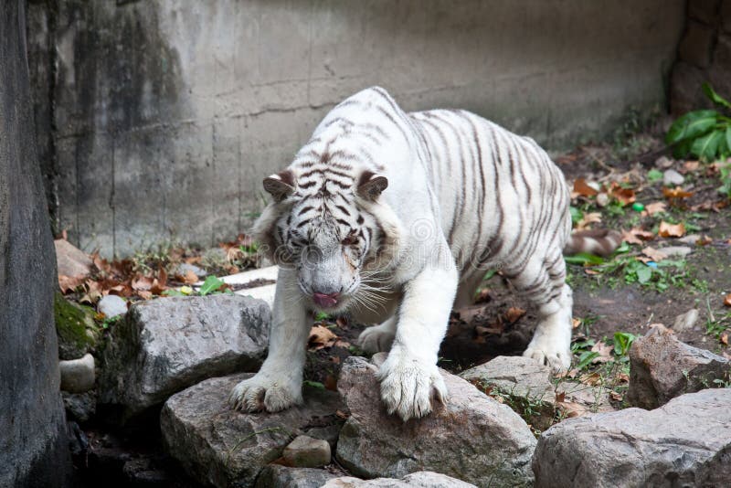 Tigre branco foto de stock. Imagem de grande, menor - 104006446