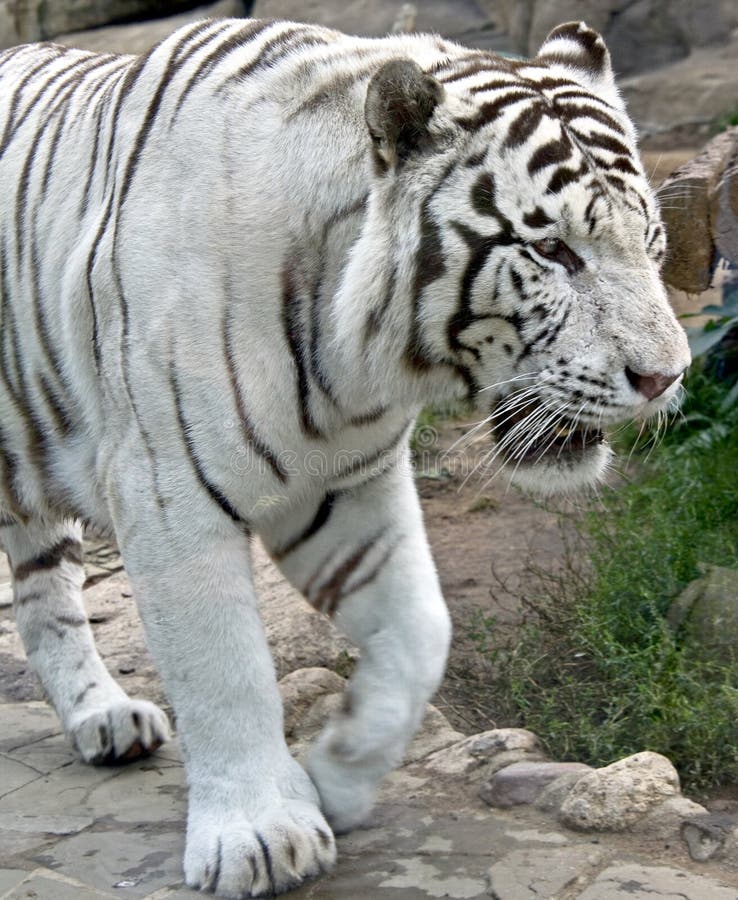 Tigre branco foto de stock. Imagem de tigre, ambiente - 10816068