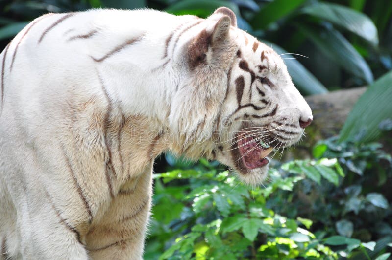 Tigre branco foto de stock. Imagem de focinho, grama - 12782480