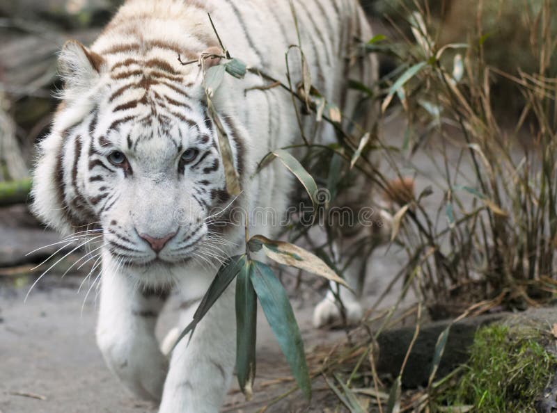 Tigre branco imagem de stock. Imagem de estribo, selva - 2003219