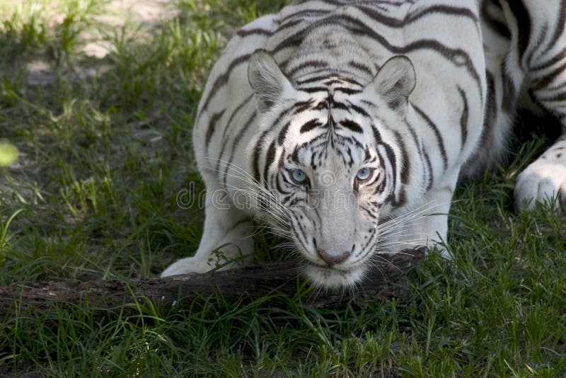 Tigre branco foto de stock. Imagem de felino, selva, endangered - 201300