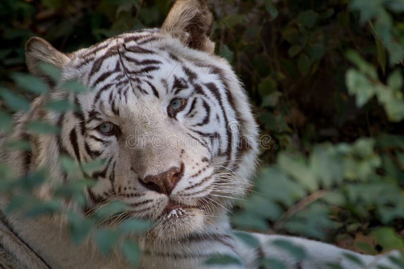 Tigre branco foto de stock. Imagem de bengala, albino - 21911924