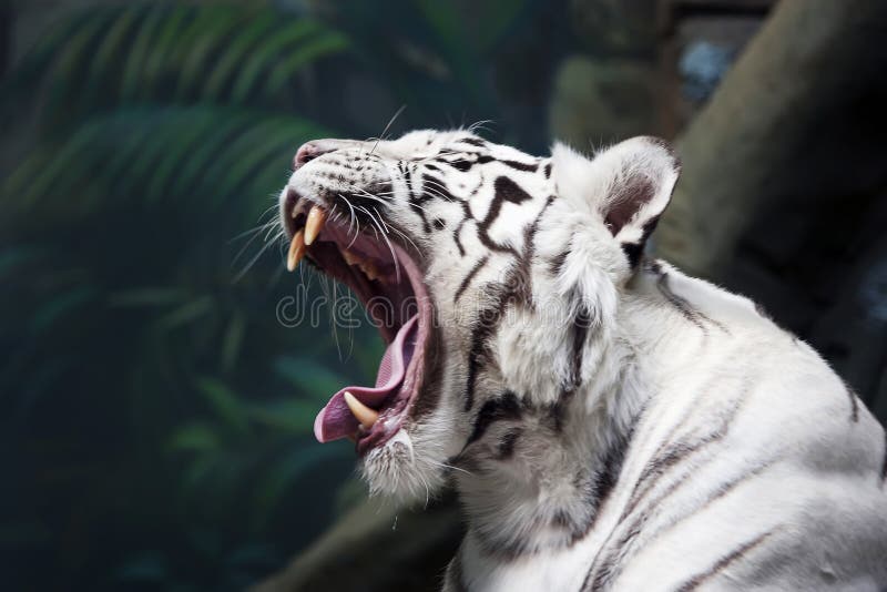 Tigre branco foto de stock. Imagem de pele, horizontal - 23184738