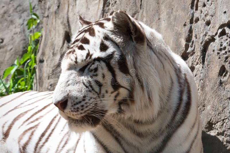 Tigre branco foto de stock. Imagem de tigre, olhar, felino - 35646876