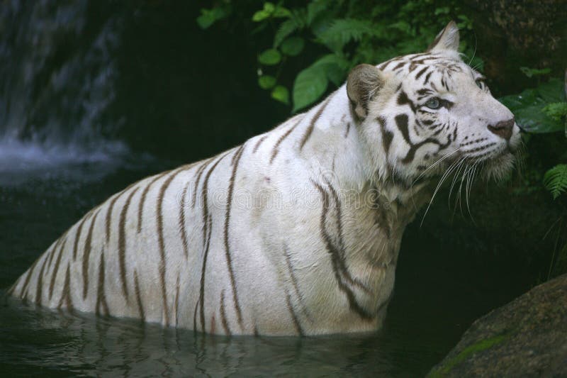 Tigre branco imagem de stock. Imagem de animal, selvagem - 3630767