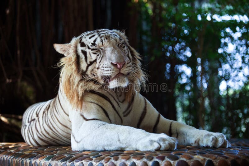 Tigre branco foto de stock. Imagem de branco, selvagem - 36871618