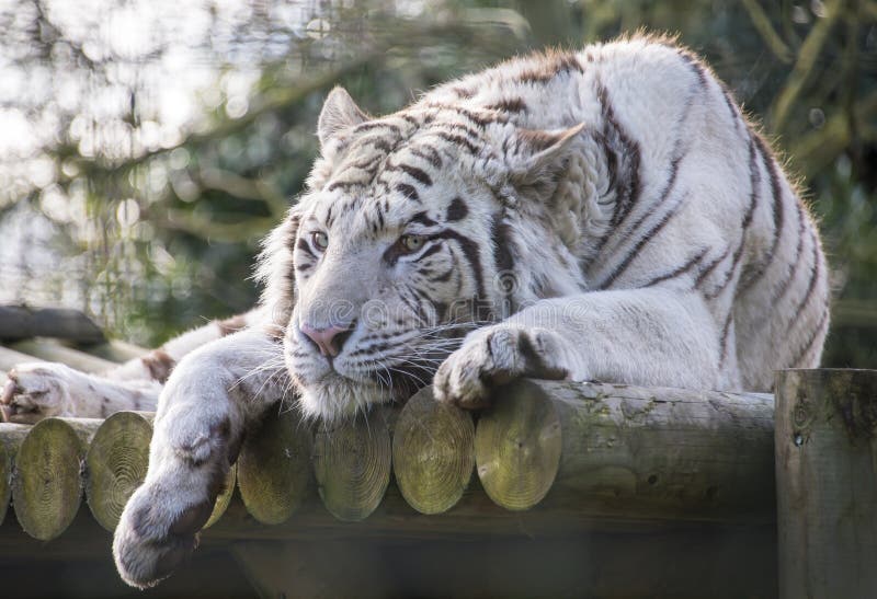 Tigre branco foto de stock. Imagem de animal, selvagem - 37850164