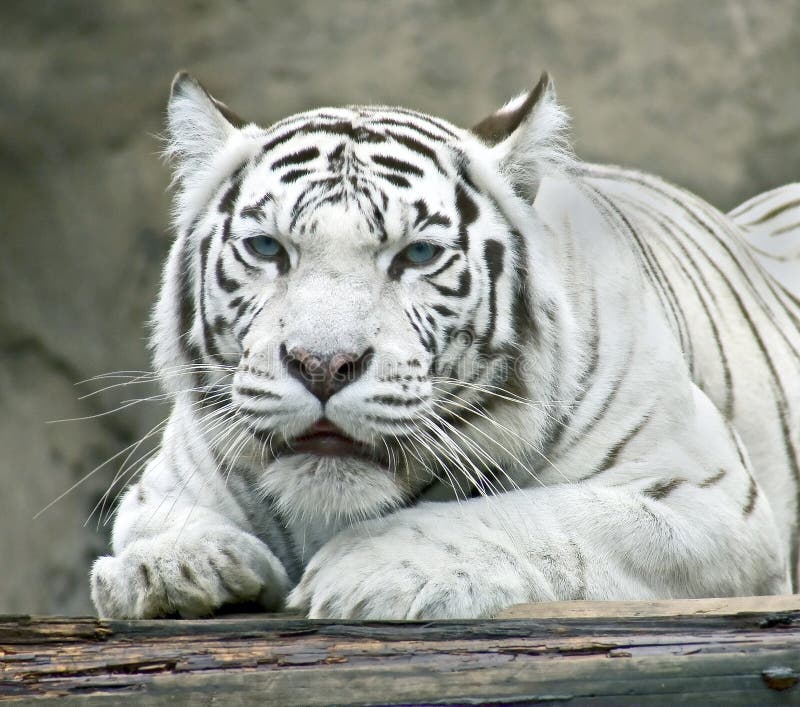 Tigre branco 4 imagem de stock. Imagem de raro, grande - 6506365