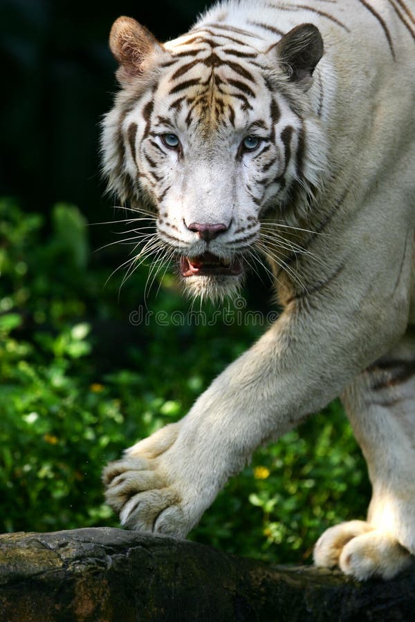 Tigre branco imagem de stock. Imagem de animal, wildlife - 4003541