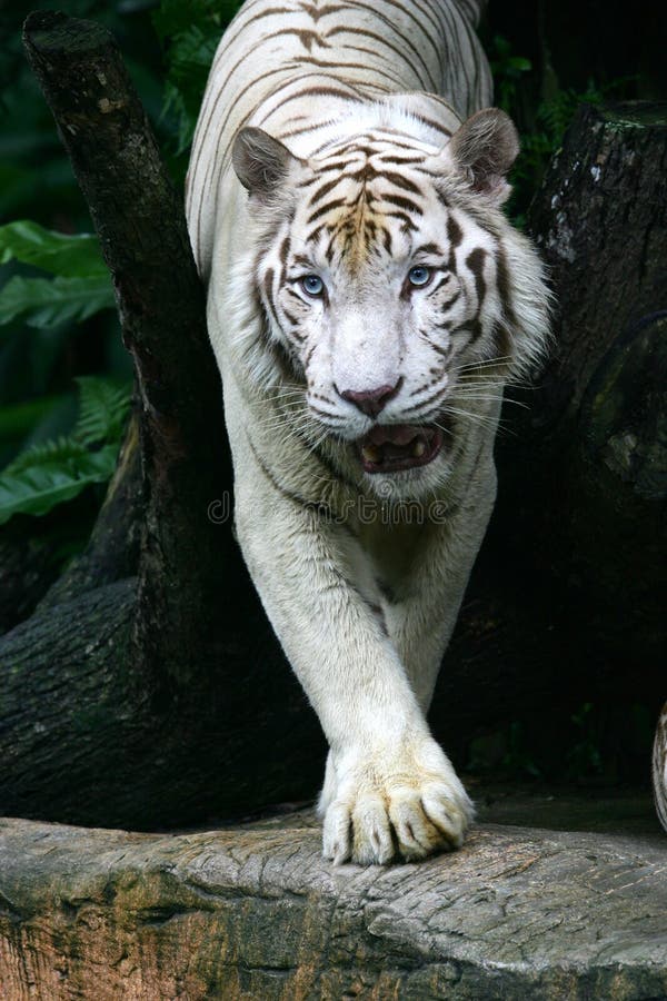 Tigre branco imagem de stock. Imagem de animal, wildlife - 4003541