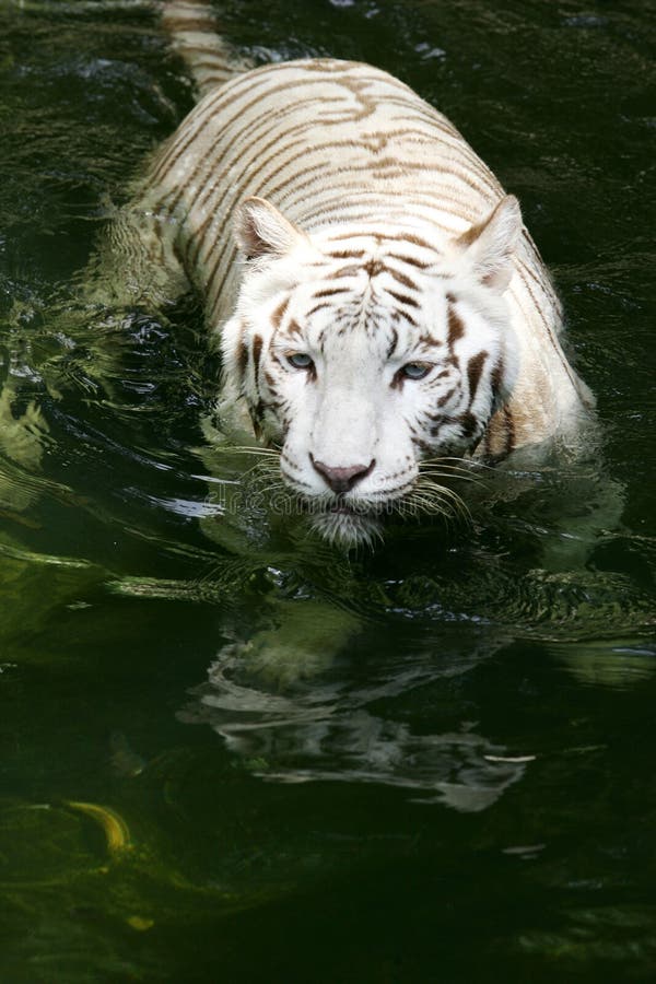 Tigre branco imagem de stock. Imagem de selvagem, tigres - 4006363