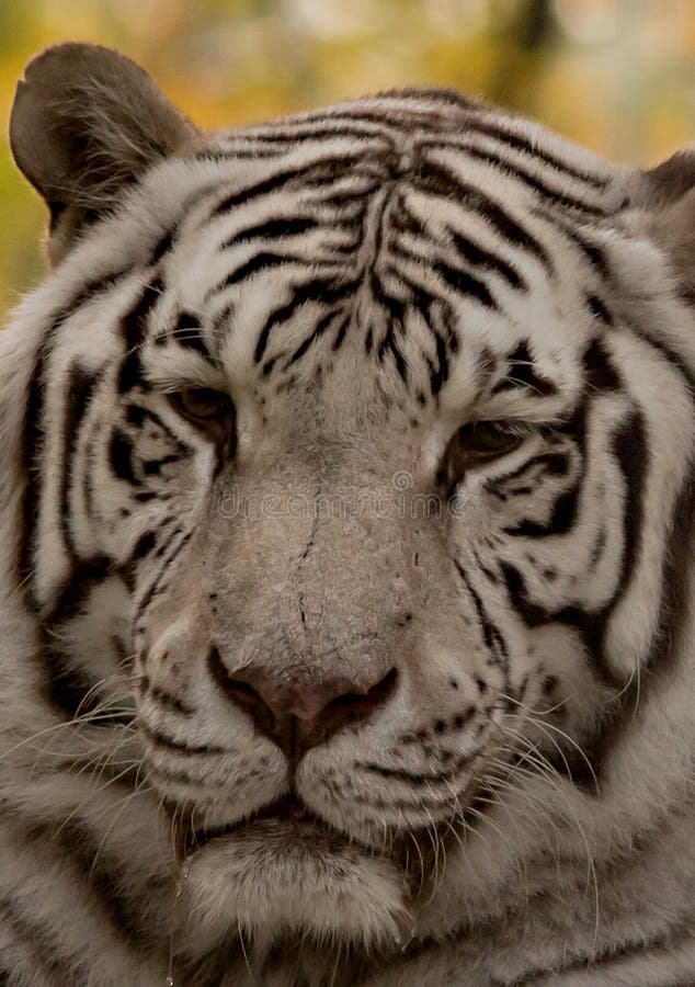 Tigre branco foto de stock. Imagem de branco, tigre, animal - 66466762