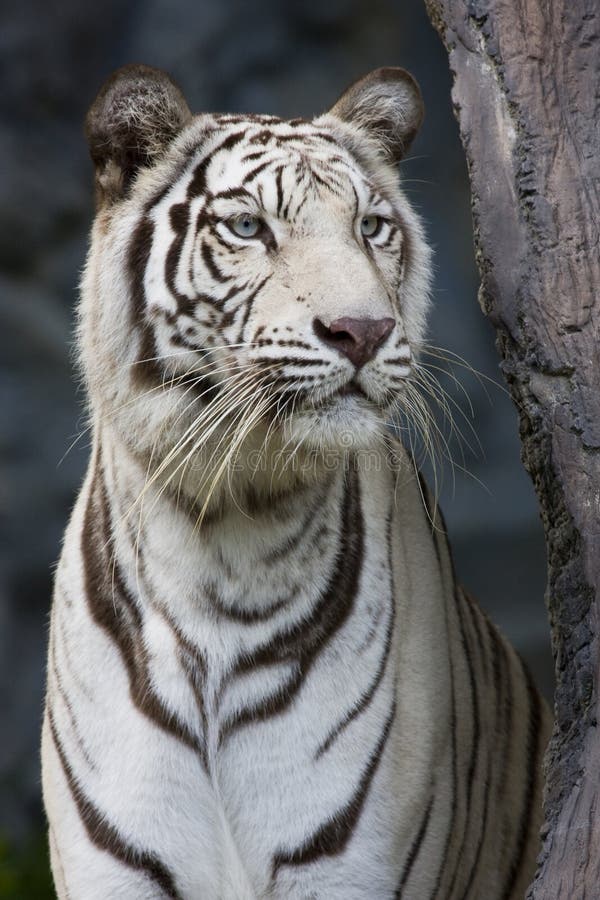 Tigre de Bengal foto de stock. Imagem de bengala, branco - 2275278