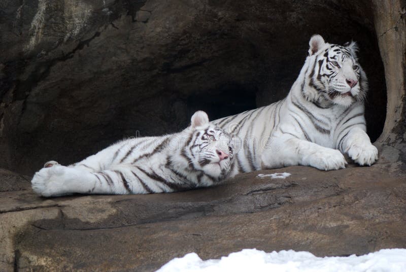 Tigre branco imagem de stock. Imagem de majestoso, orelha - 8057069