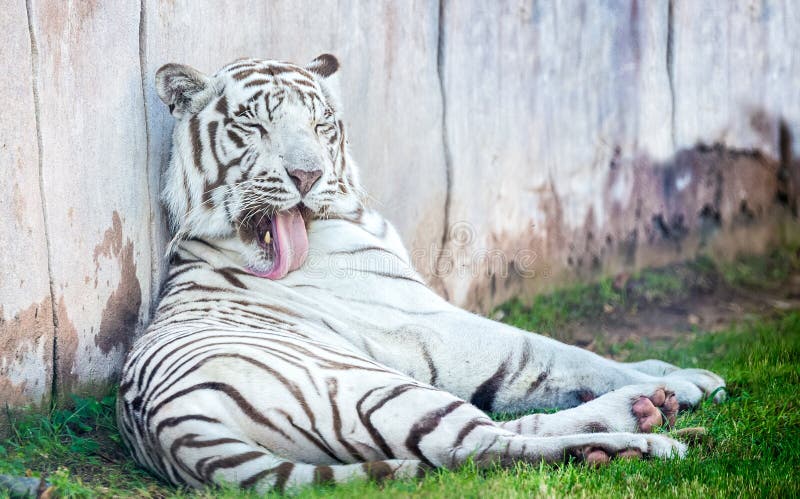 Tigre branco imagem de stock. Imagem de branco, tigre - 90433485