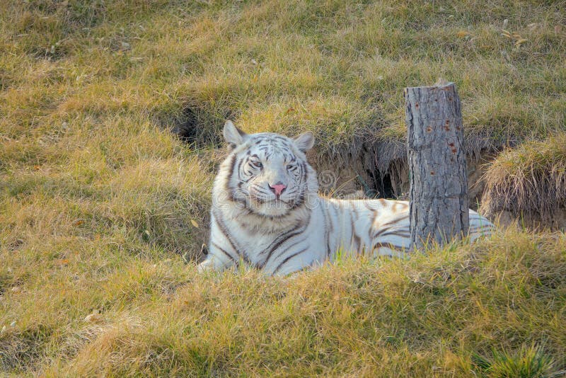 Tigre branco imagem de stock. Imagem de animais, besta - 202670013
