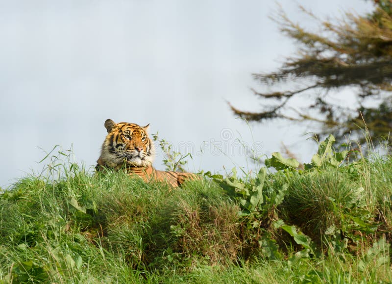 Tigre Che Si Rilassa Al Sole Riposarsi Immagine Stock - Immagine di ...