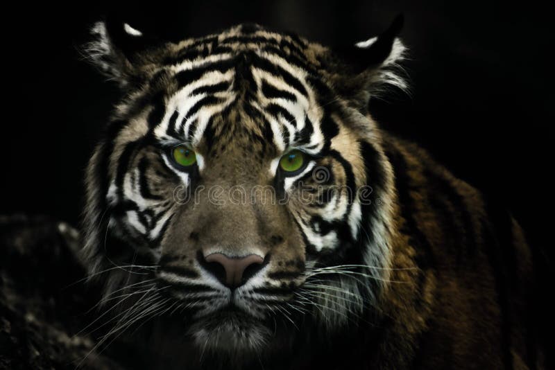 Tigre Ojos Verdes Fotos De Stock - Download 294 Fotos Libres de Derechos