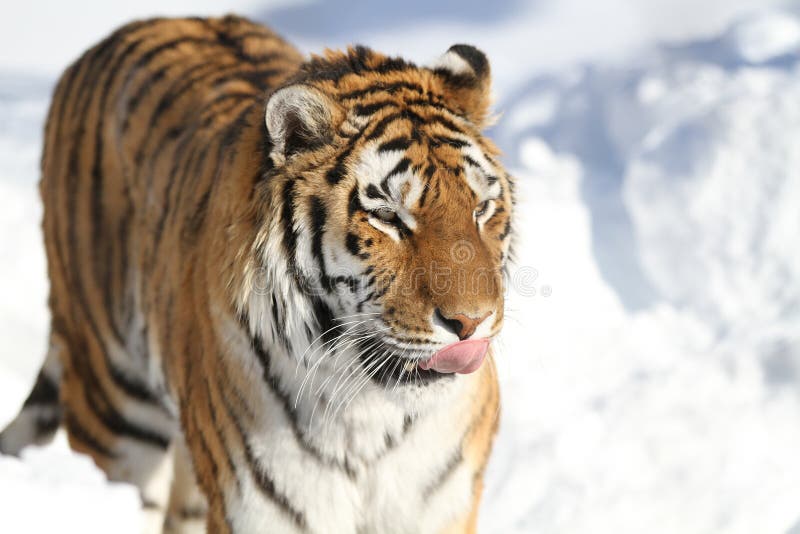 Tigre de Amur foto de archivo. Imagen de peligroso, alarma - 18711028