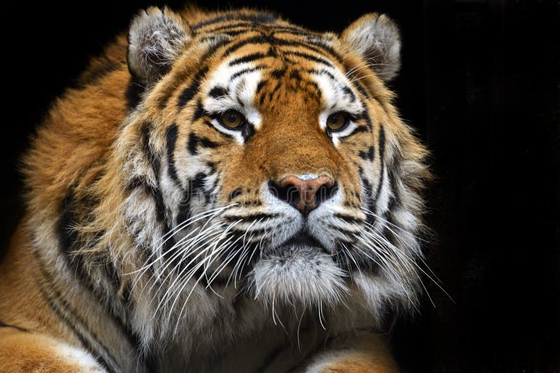 Tigre de Amur imagen de archivo. Imagen de travieso, inmoralidad - 35996765