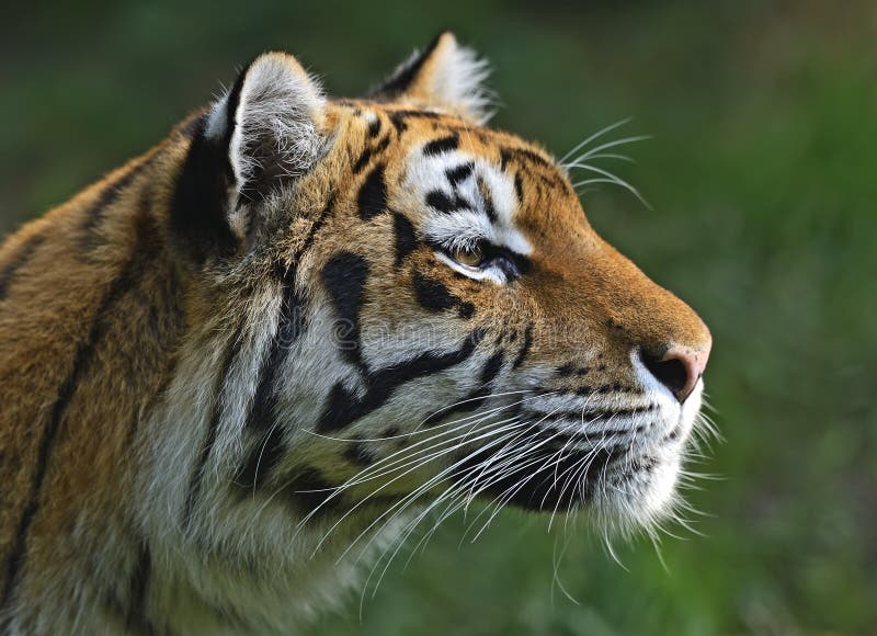 Tigre de Amur imagen de archivo. Imagen de salvaje, temeroso - 38112069