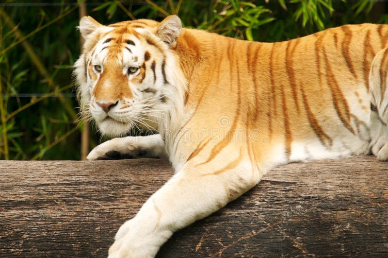 Tigre de Bengal imagem de stock. Imagem de gene, bengala - 7227409