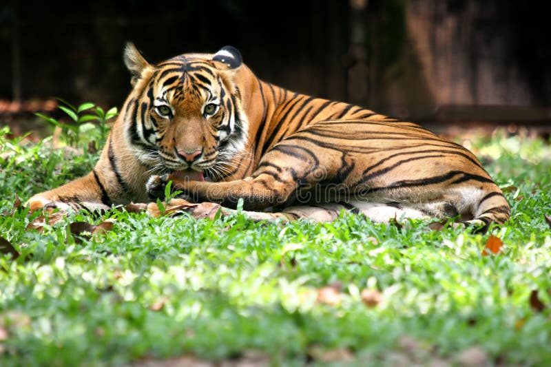 Tigre de Bengala imagen de archivo. Imagen de safari, indio - 674967